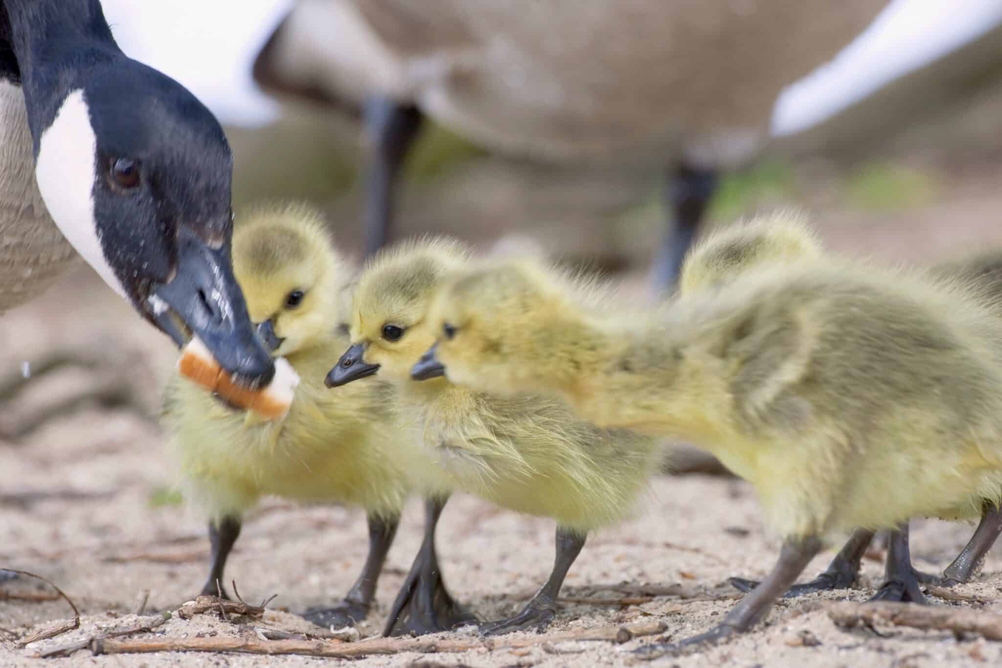 Baby Geese: Everything You Need to Know