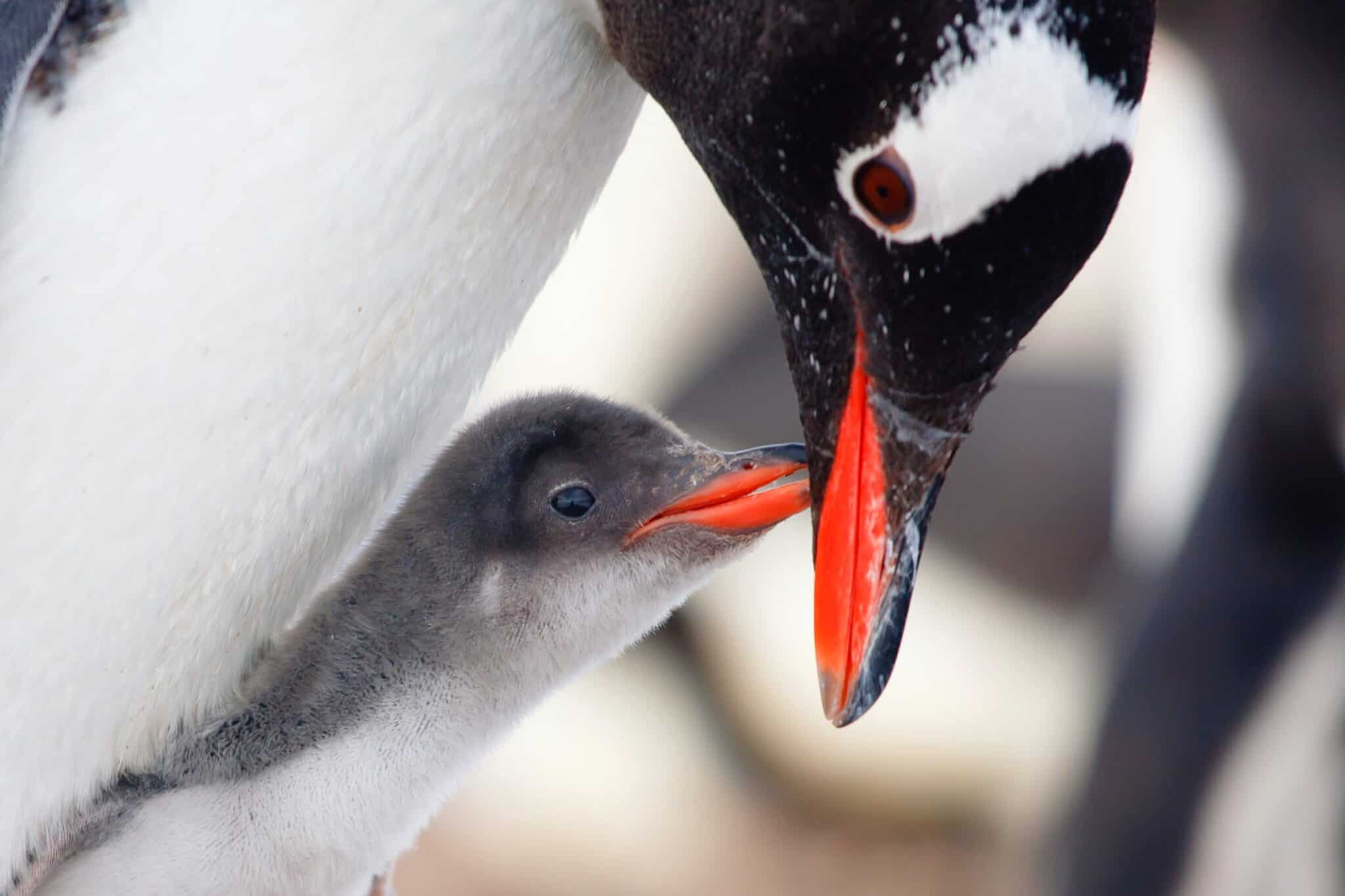 Do Penguins Have Teeth? (Complete Guide + FAQs)