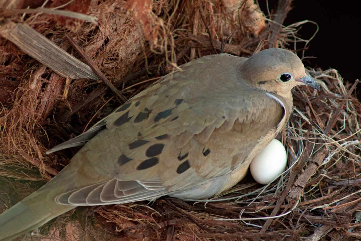 Mourning Dove Eggs and Baby Mourning Doves