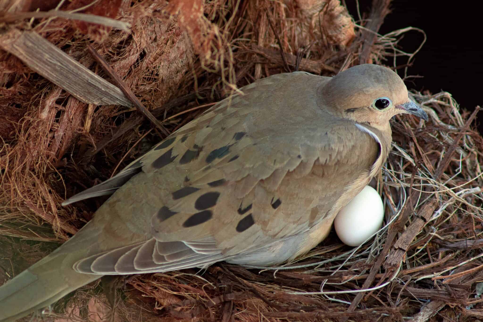 Mourning Dove Eggs and Baby Mourning Doves