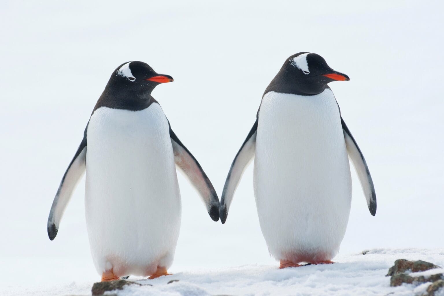 Do Penguins Have Knees? - Facts About Their Knees, Legs & Ankles