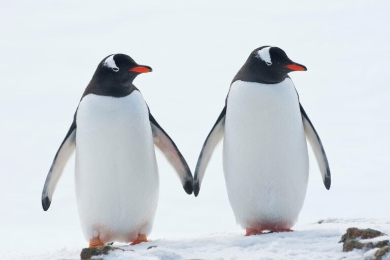 Do Penguins Have Knees? - Facts About Their Knees, Legs & Ankles