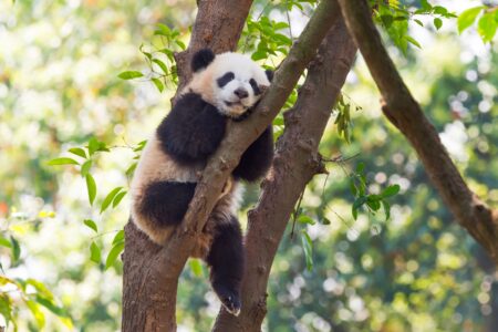 Are Birds Mammals? Everything You Need to Know!