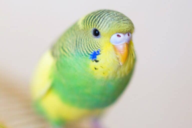 How to Tell If a Parakeet Is Male or Female (7 Simple Ways)