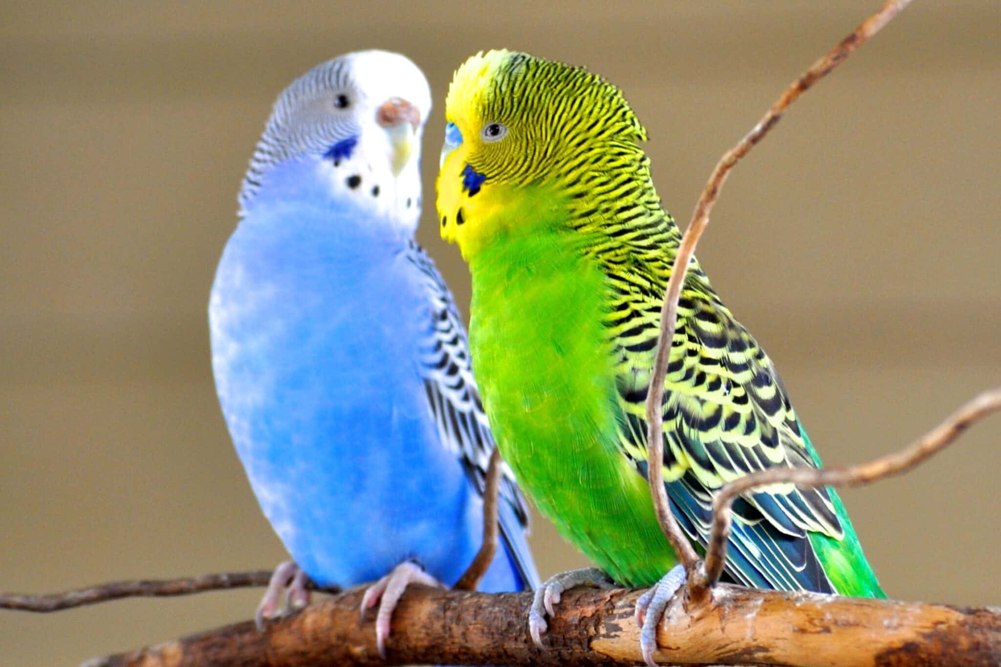 How to Tell If a Parakeet Is Male or Female (7 Simple Ways)