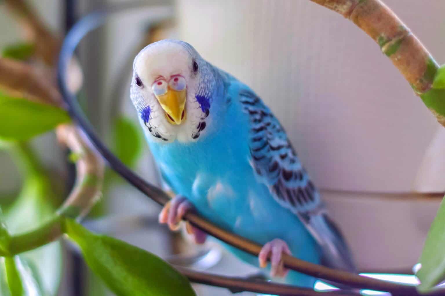 How to Tell If a Parakeet Is Male or Female (7 Simple Ways)