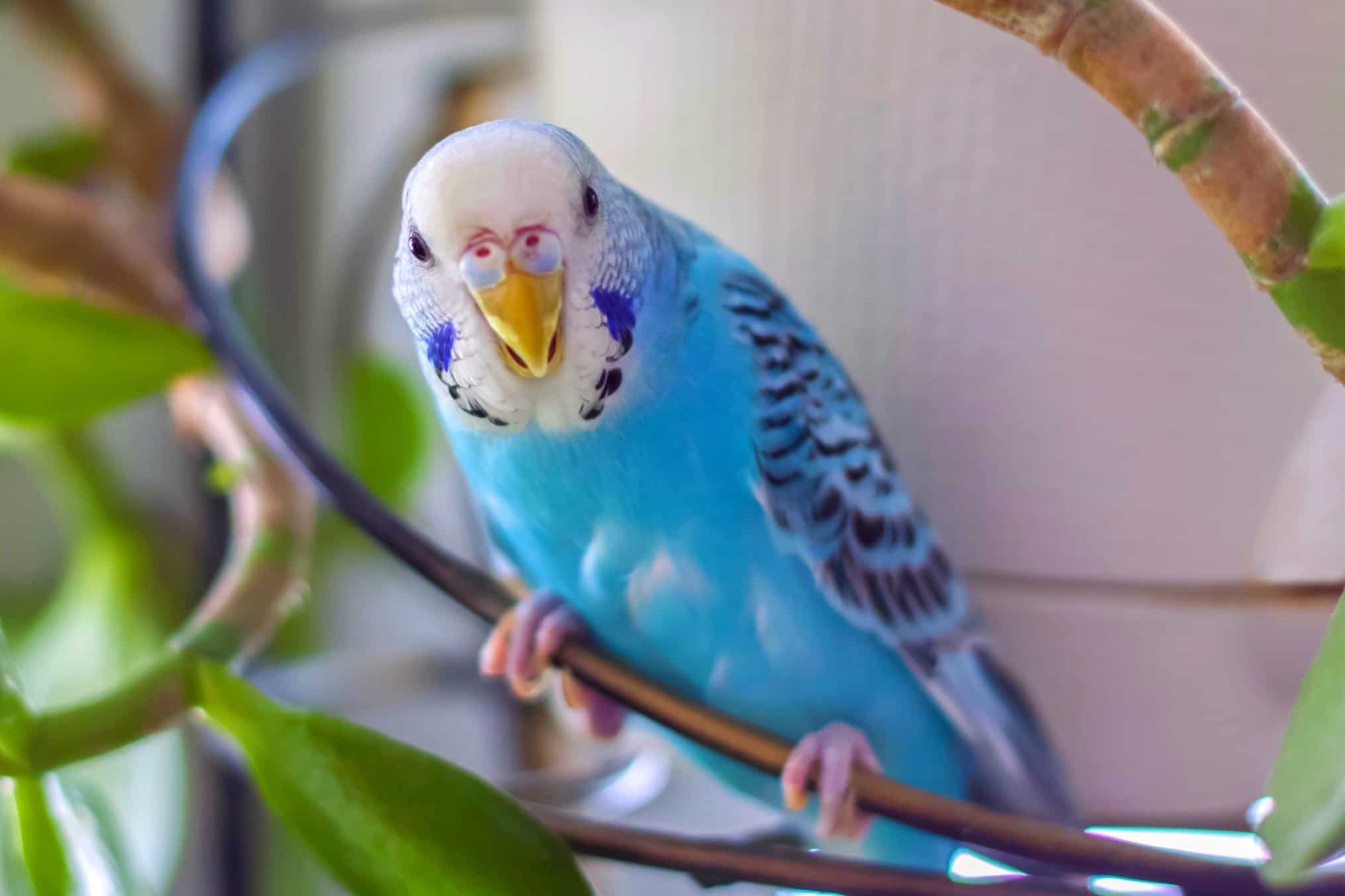 How to Tell If a Parakeet Is Male or Female (7 Simple Ways)