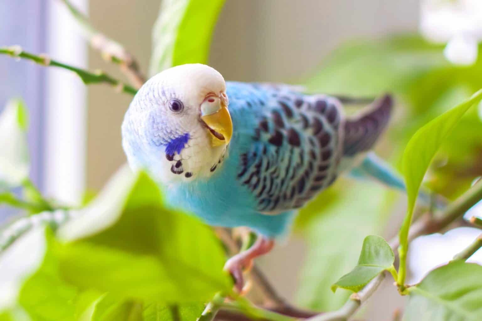 How to Tell If a Parakeet Is Male or Female (7 Simple Ways)