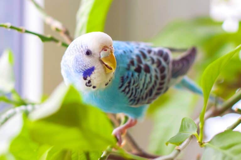 How to Tell If a Parakeet Is Male or Female (7 Simple Ways)