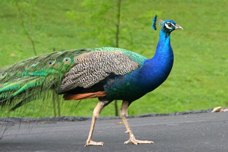 Can Peacocks Fly? (Speed, Height, Distance & FAQs)