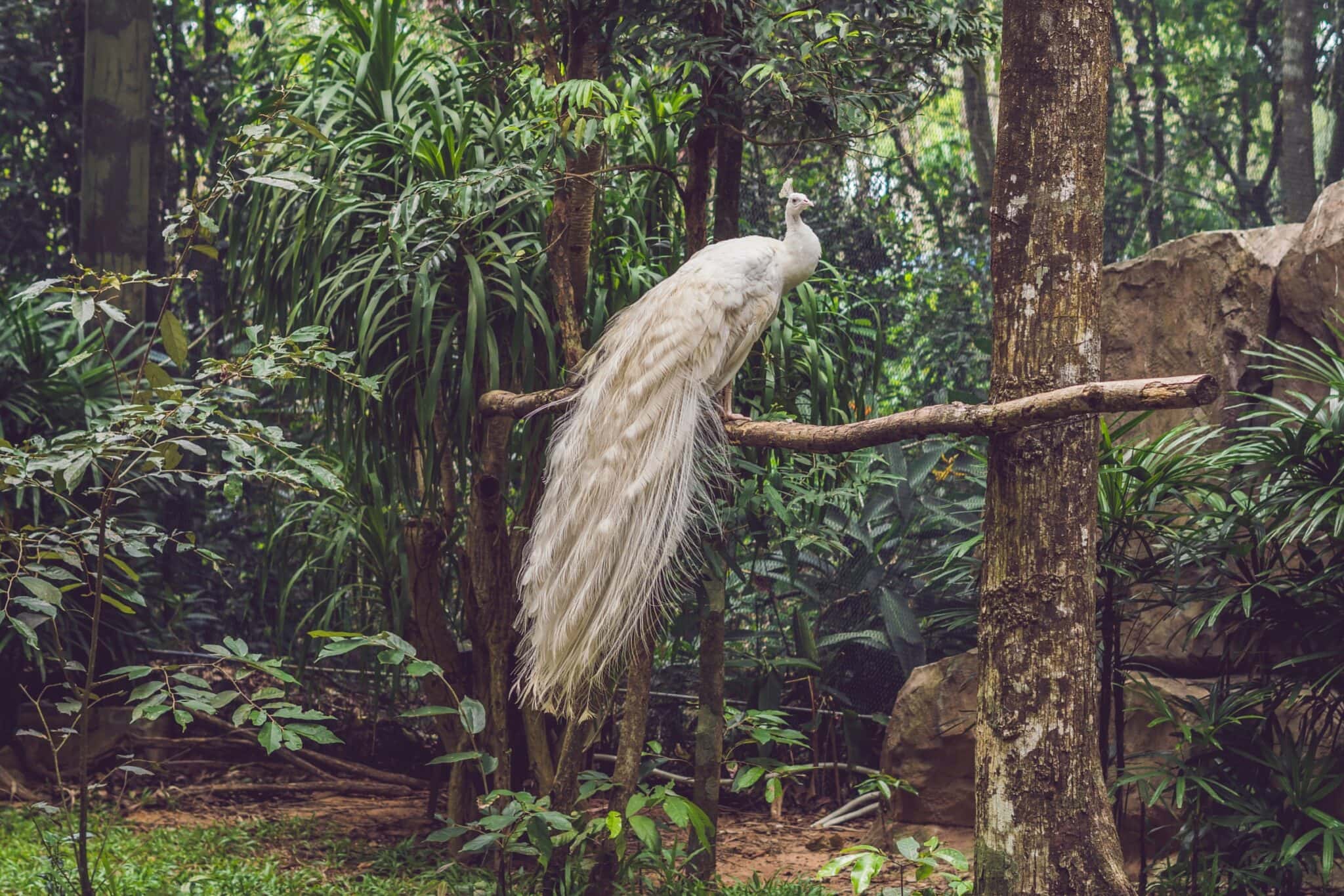 White Peacocks: All the Facts You Need