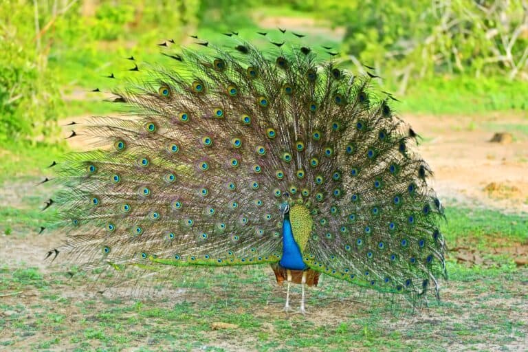 Where Do Peacocks Live? (Natural Habitats & Countries)