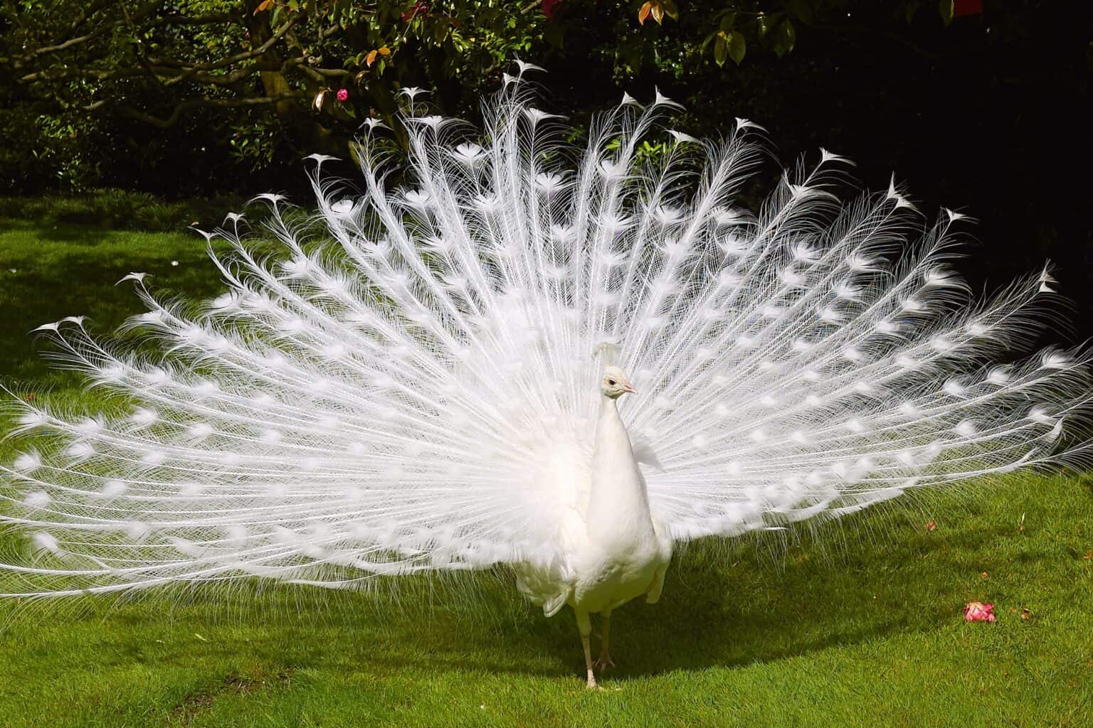 Can Peacocks Fly? (Speed, Height, Distance & FAQs)