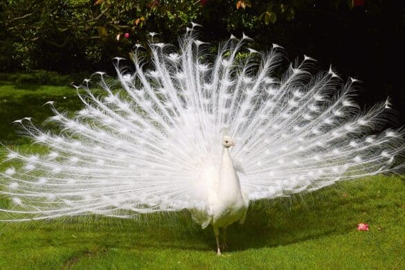 Do Robins Migrate? (Robin Migration Explained)