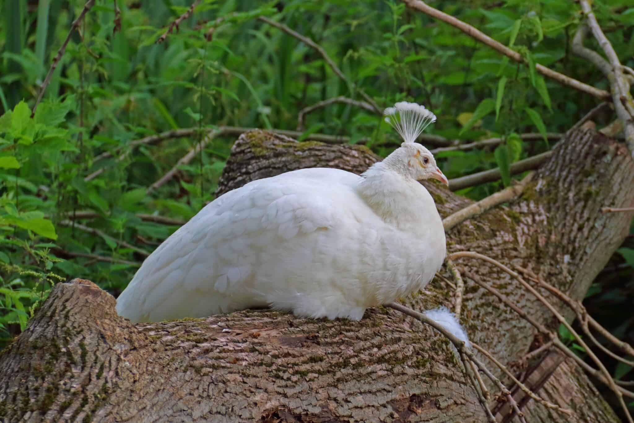 White Peacocks: All the Facts You Need