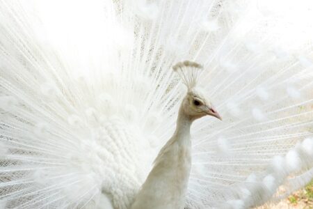 White Peacocks: All the Facts You Need