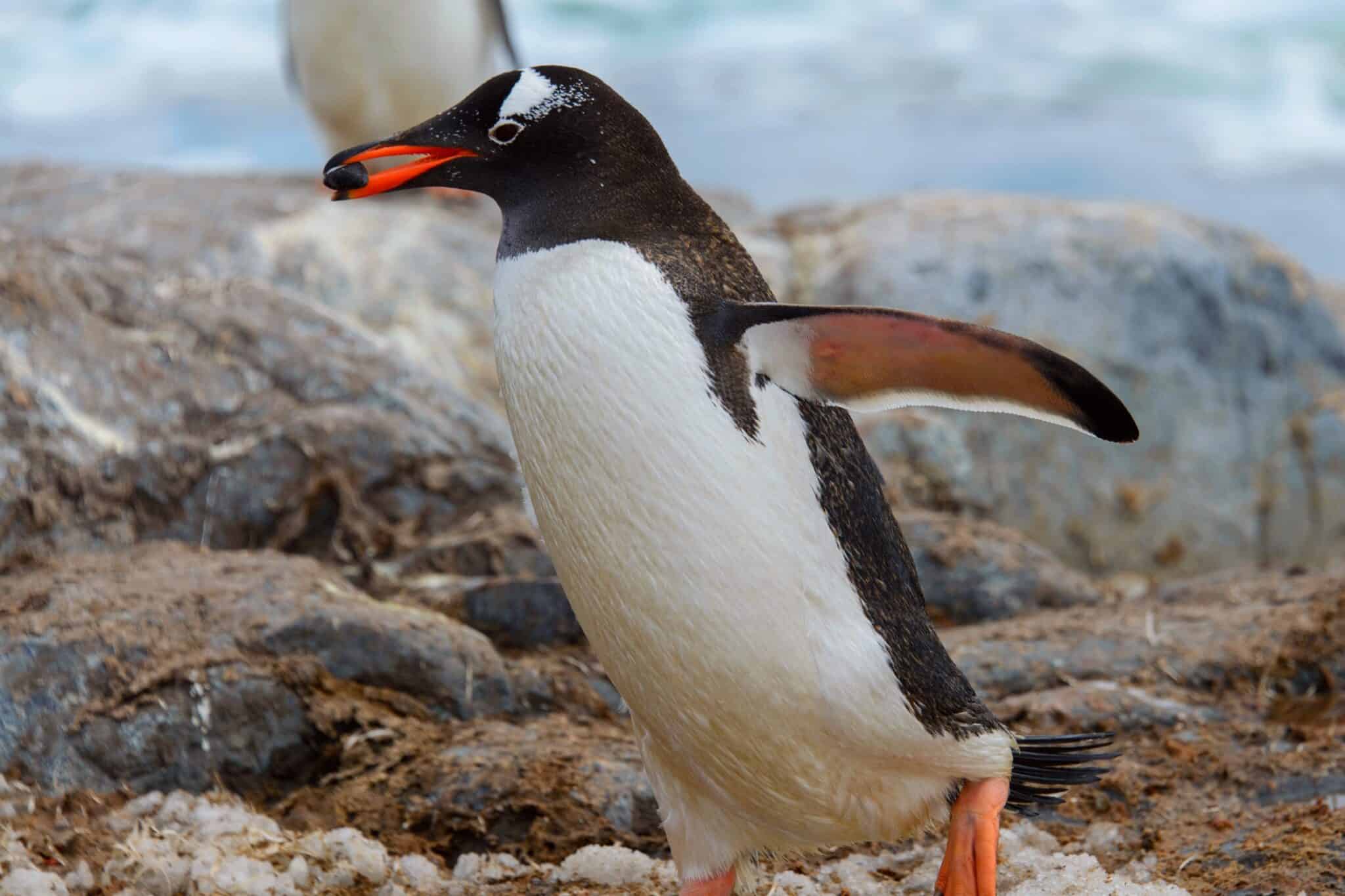 Do Penguins Have Teeth? (Complete Guide + FAQs)
