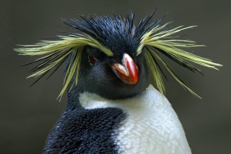 Do Penguins Have Feathers? What You Need to Know