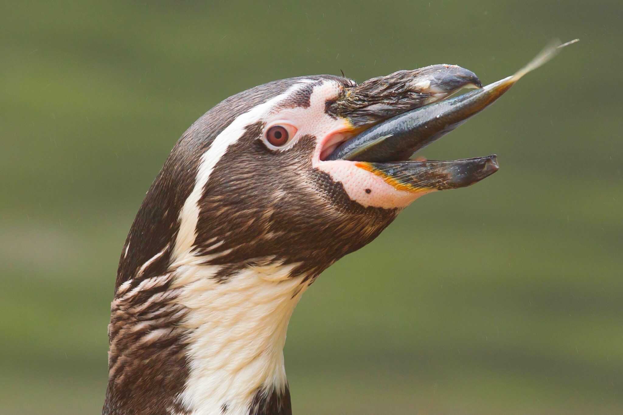 Do Penguins Have Teeth? (Complete Guide + FAQs)
