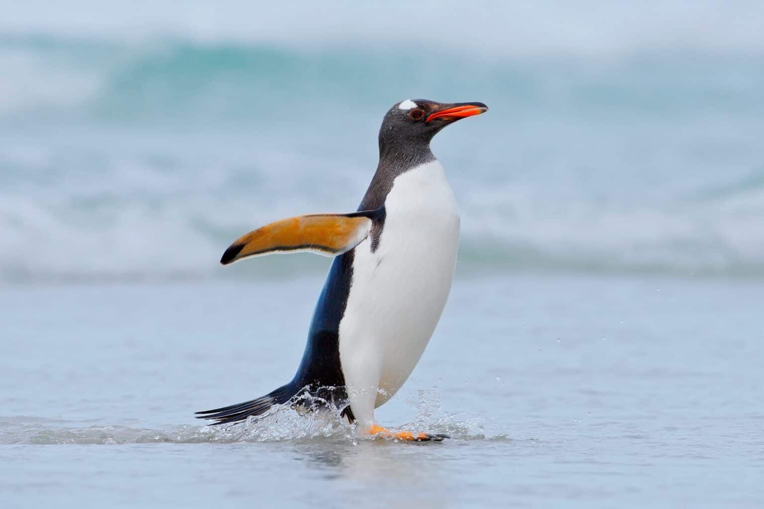 Do Penguins Have Knees? - Facts About Their Knees, Legs & Ankles