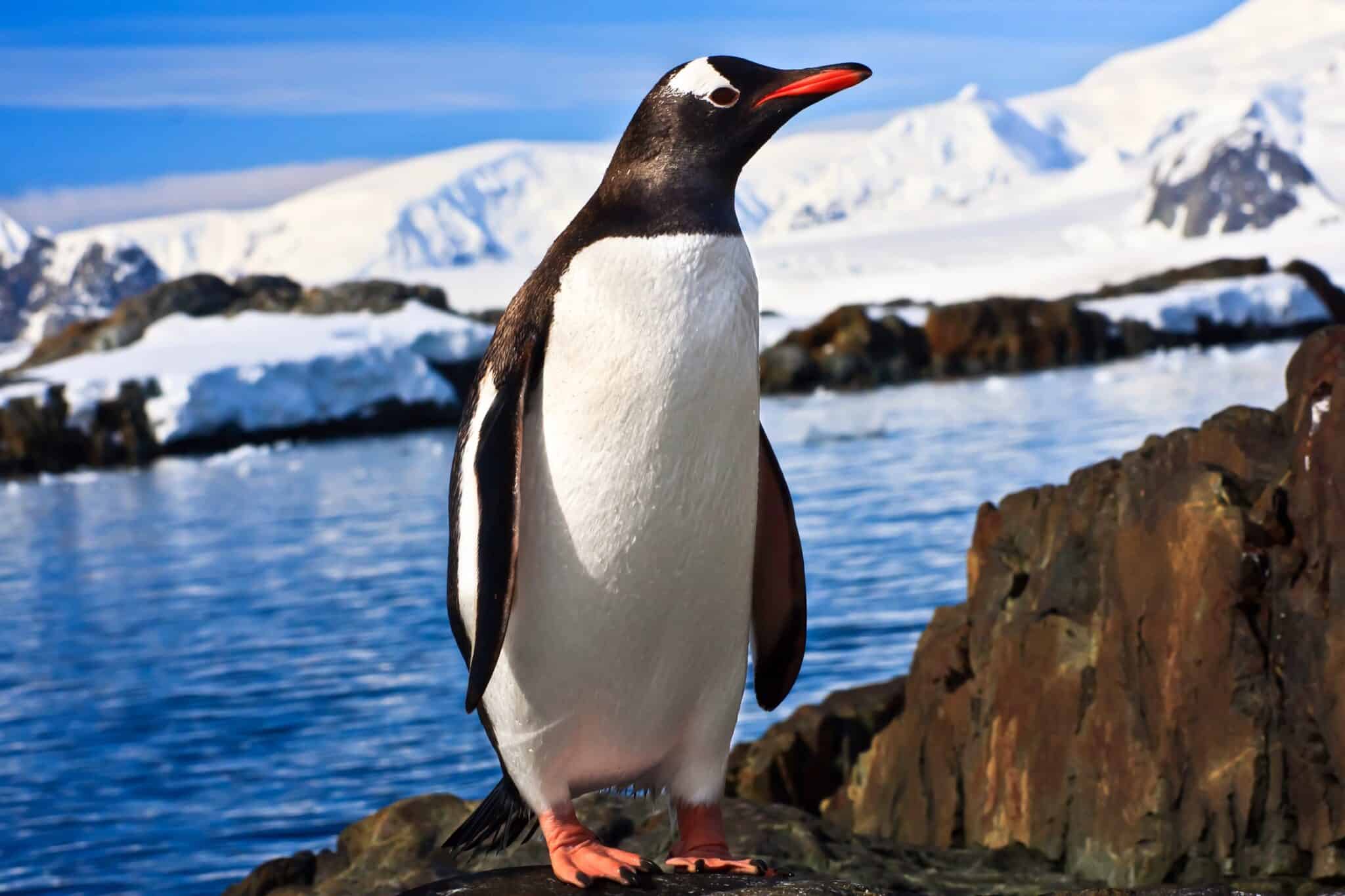 Do Penguins Have Teeth? (Complete Guide + FAQs)