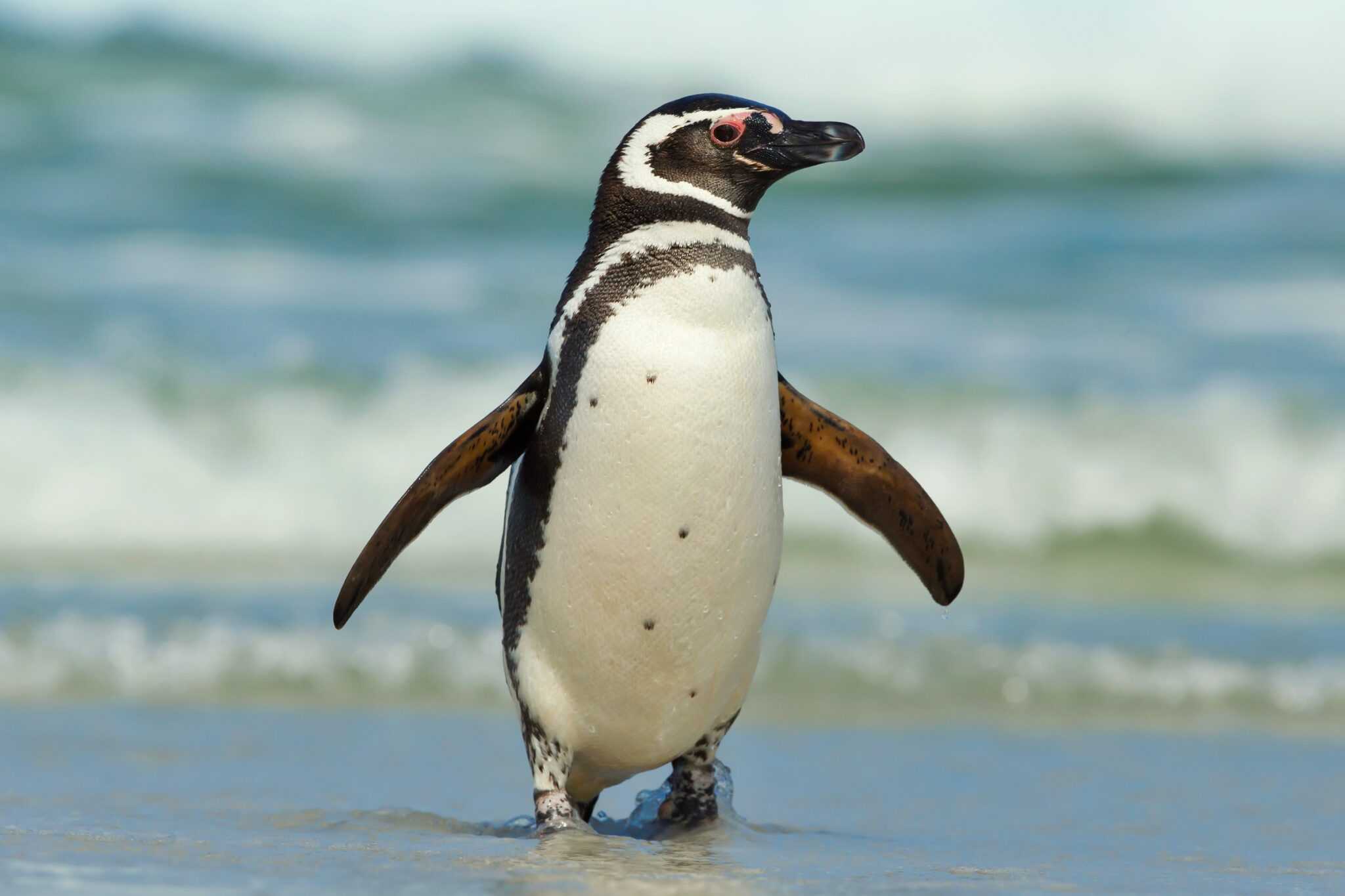 What Is Inside a Penguin's Mouth? - Bird Helpful