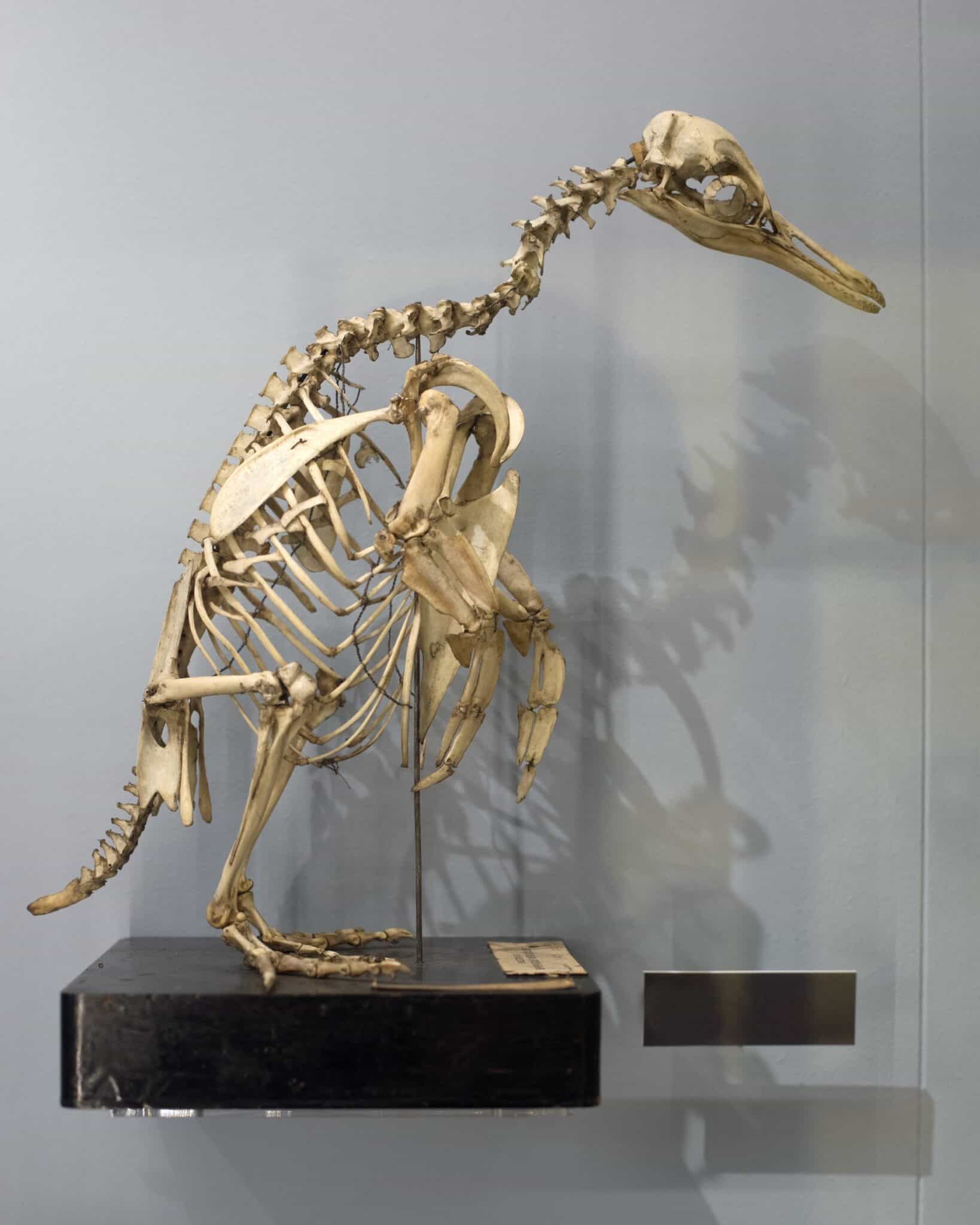 Do Penguins Have Knees? - Facts About Their Knees, Legs & Ankles