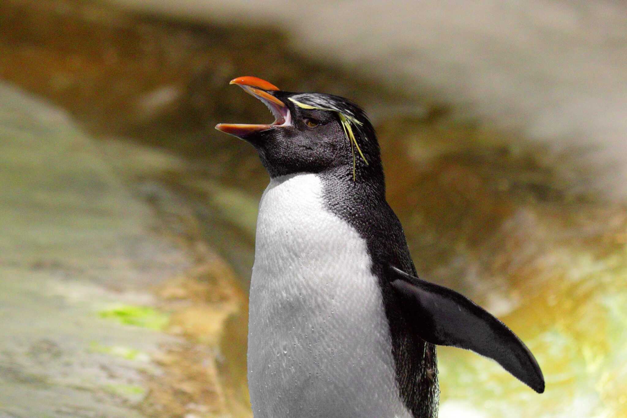 What Is Inside a Penguin's Mouth? - Bird Helpful