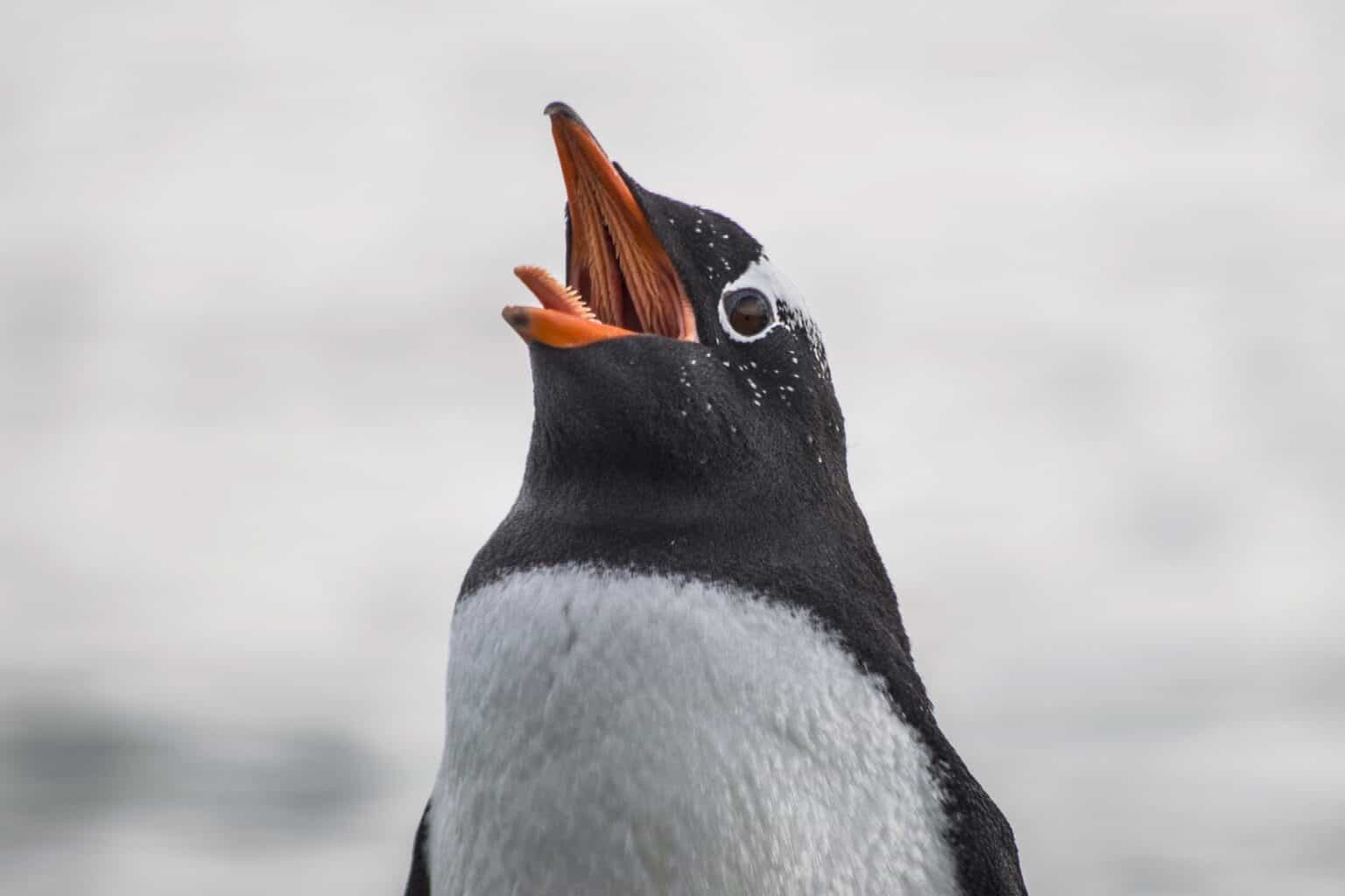 What Is Inside a Penguin's Mouth? - Bird Helpful