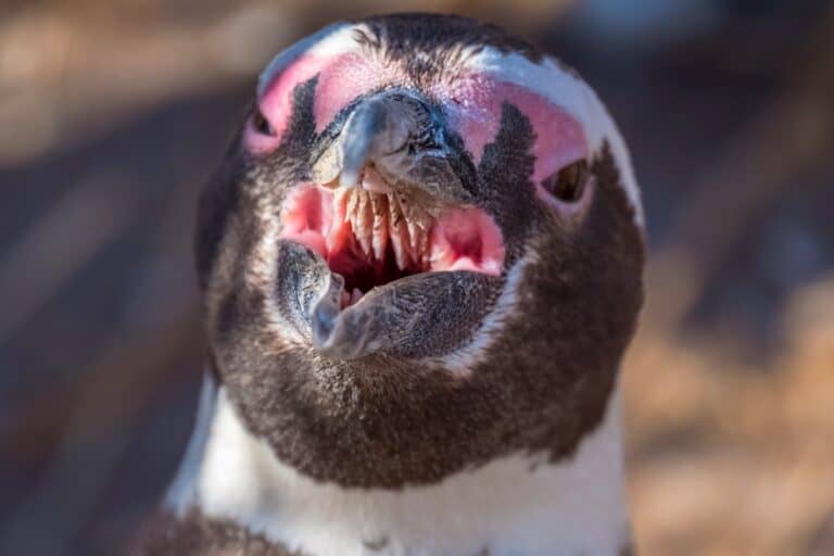 What Is Inside a Penguin's Mouth? - Bird Helpful