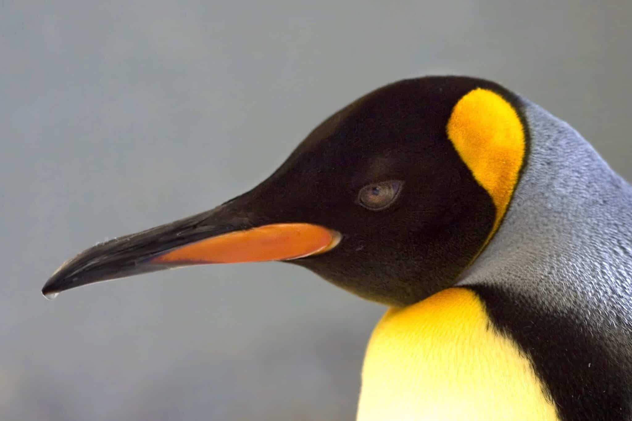 Do Penguins Have Teeth? (Complete Guide + FAQs)