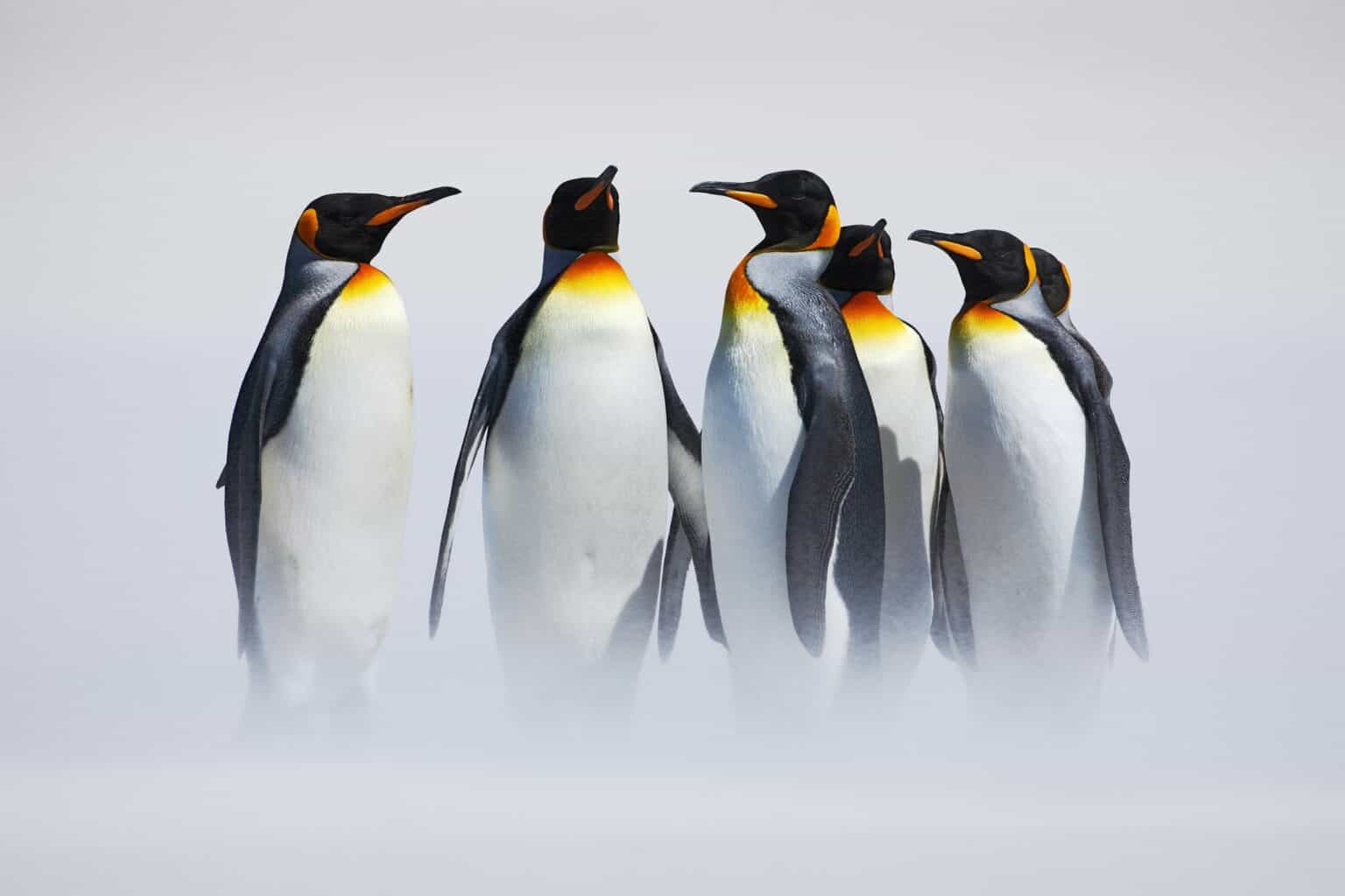Where Do Penguins Live in the Wild? (Habitat & Distribution)