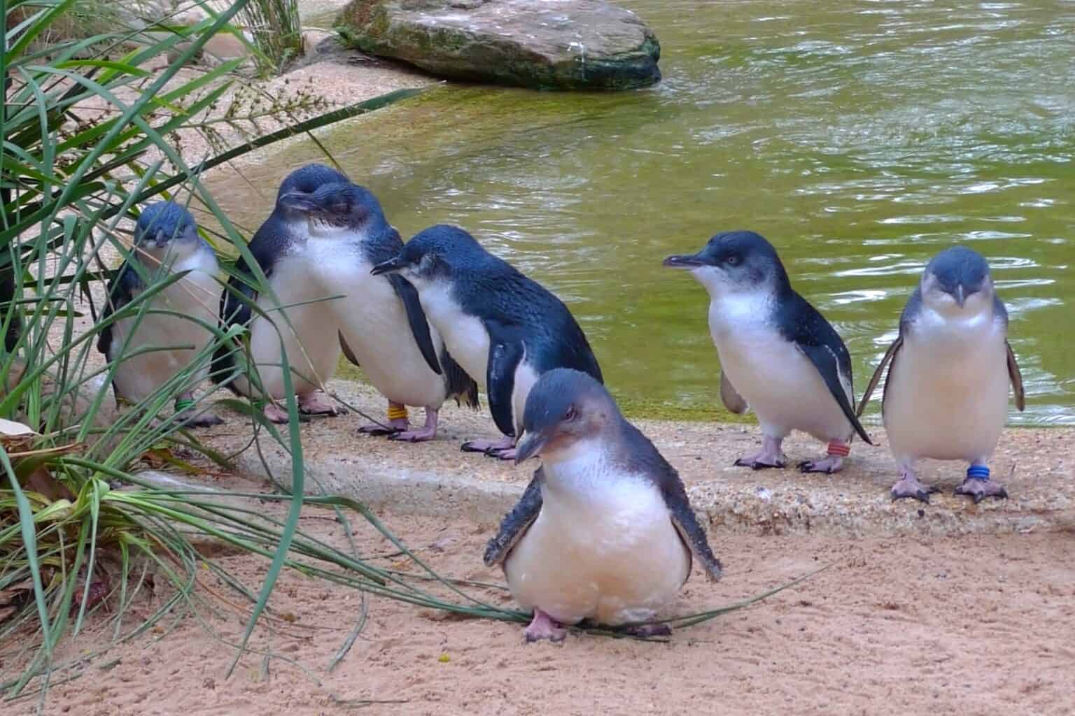 Where Do Penguins Live in the Wild? (Habitat & Distribution)