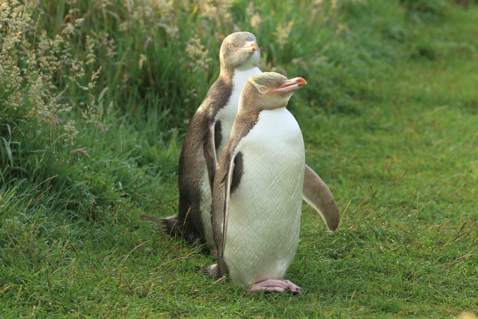 Where Do Penguins Live in the Wild? (Habitat & Distribution)