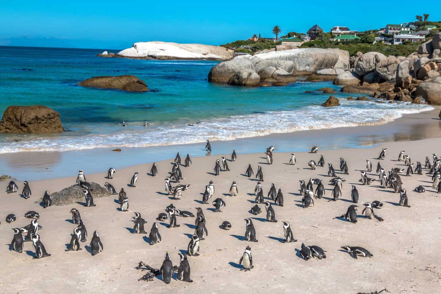 Where Do Penguins Live in the Wild? (Habitat & Distribution)