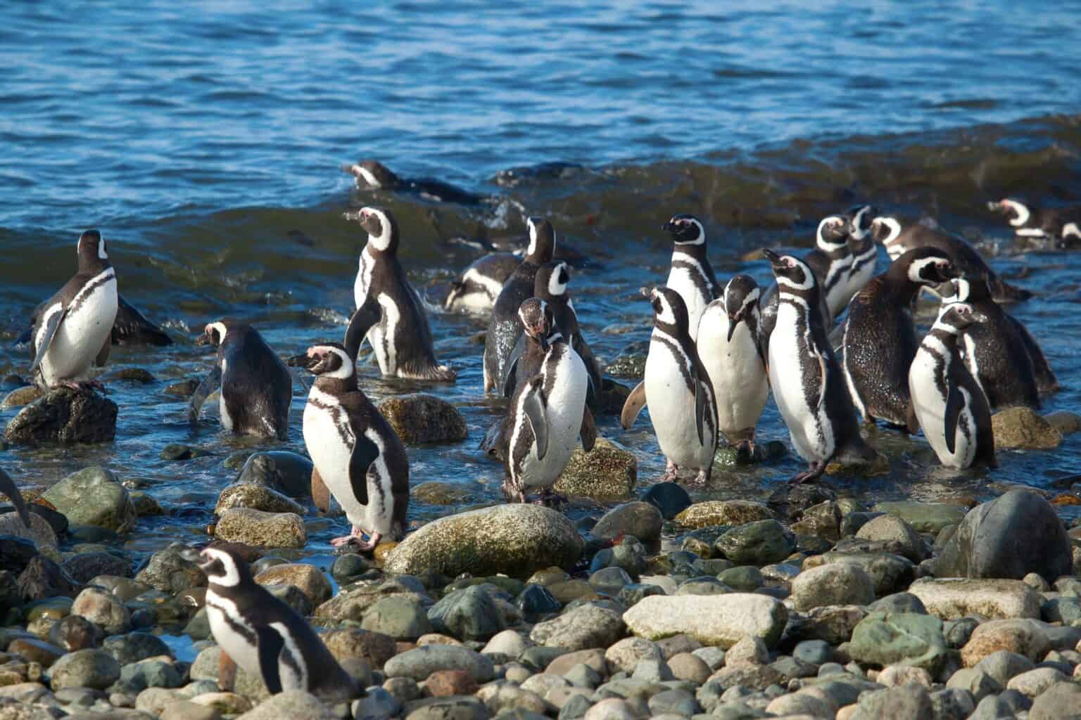 Where Do Penguins Live in the Wild? (Habitat & Distribution)