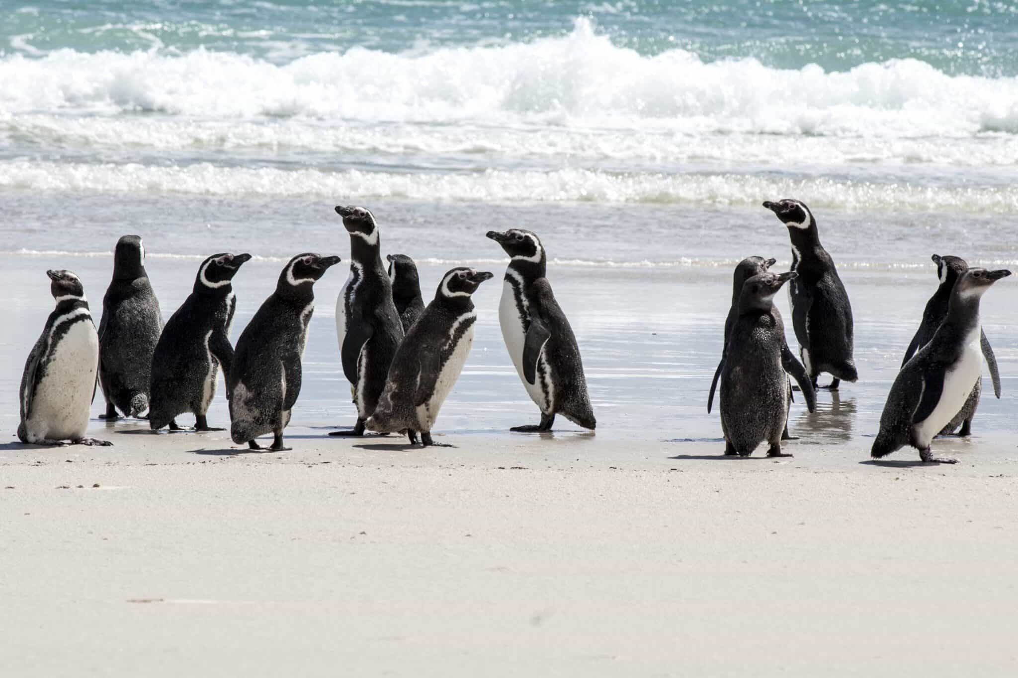 Where Do Penguins Live in the Wild? (Habitat & Distribution)