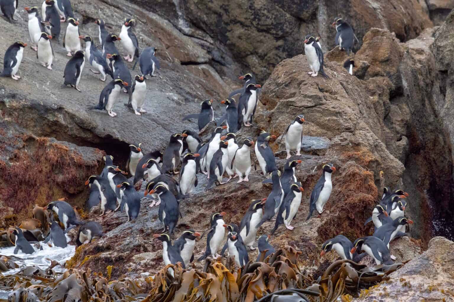 Where Do Penguins Live in the Wild? (Habitat & Distribution)