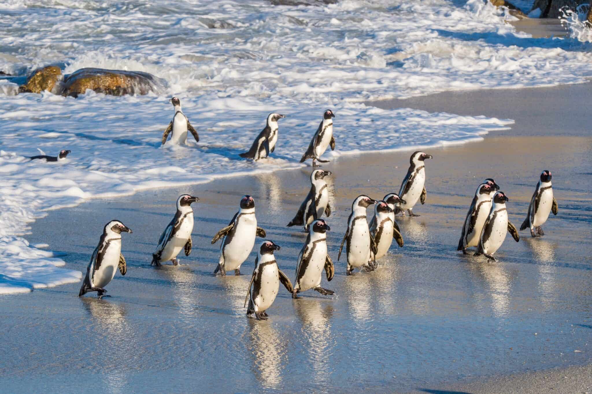 Where Do Penguins Live in the Wild? (Habitat & Distribution)