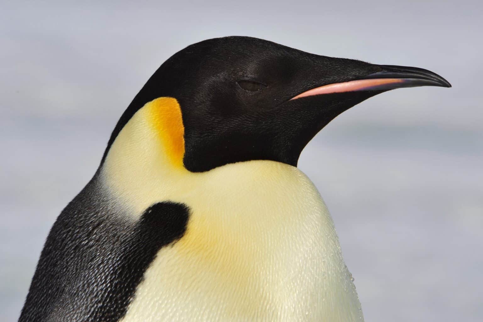 Do Penguins Have Teeth? (Complete Guide + FAQs)