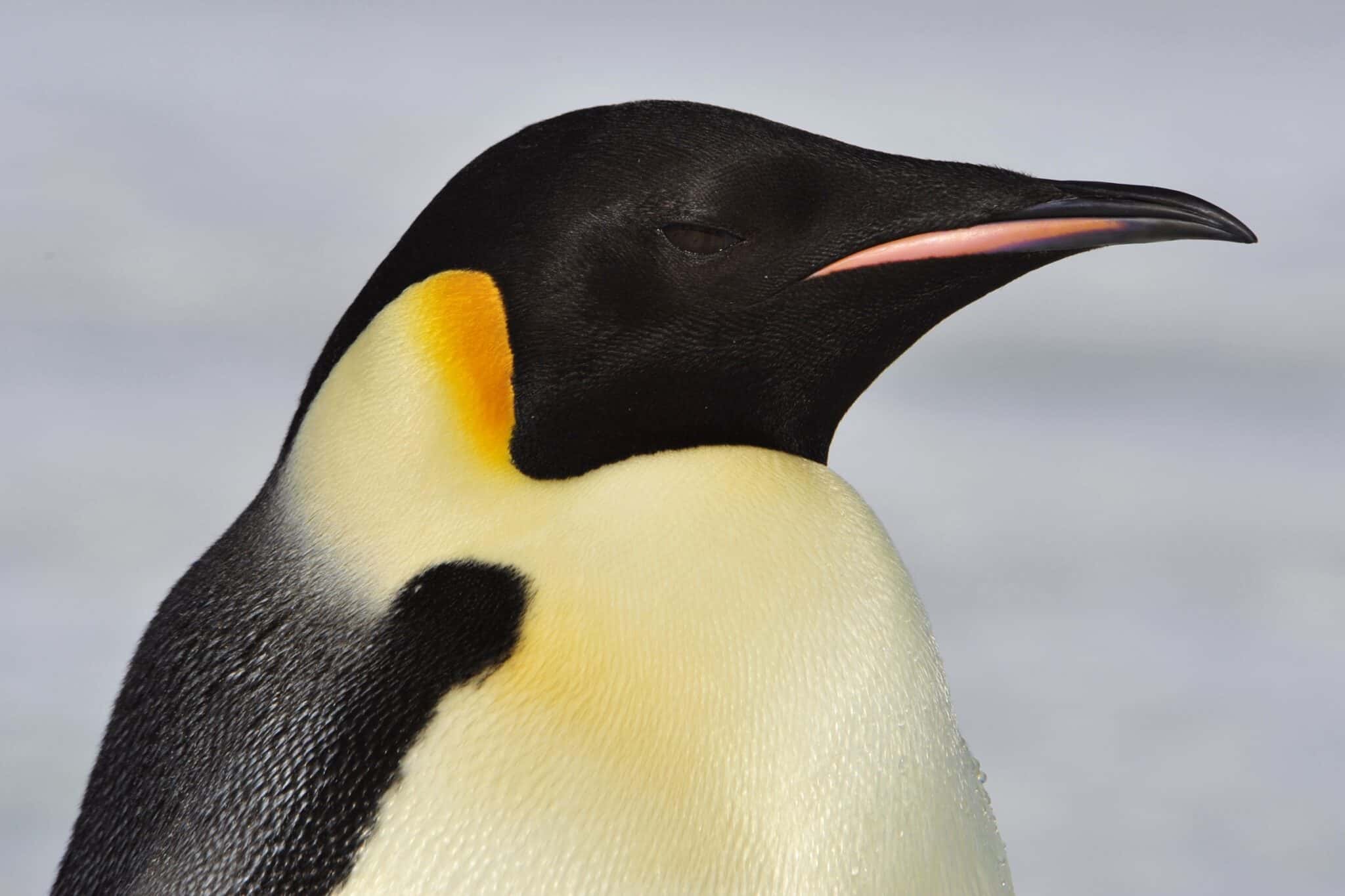 Do Penguins Have Teeth? (Complete Guide + FAQs)