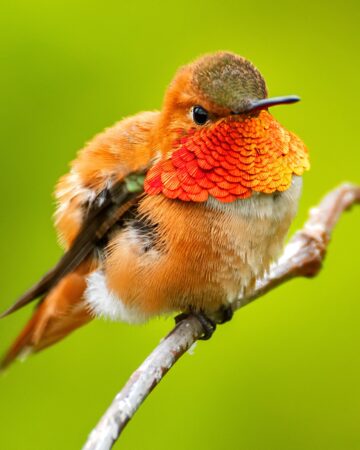 How Long Do Hummingbirds Live? - Hummingbird Lifespan