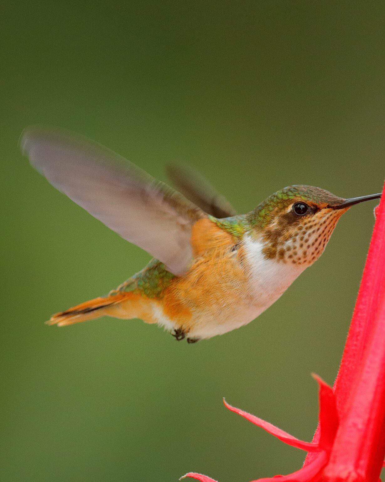 How Long Do Hummingbirds Live? - Hummingbird Lifespan