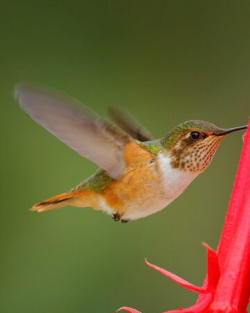 How Long Do Hummingbirds Live? - Hummingbird Lifespan