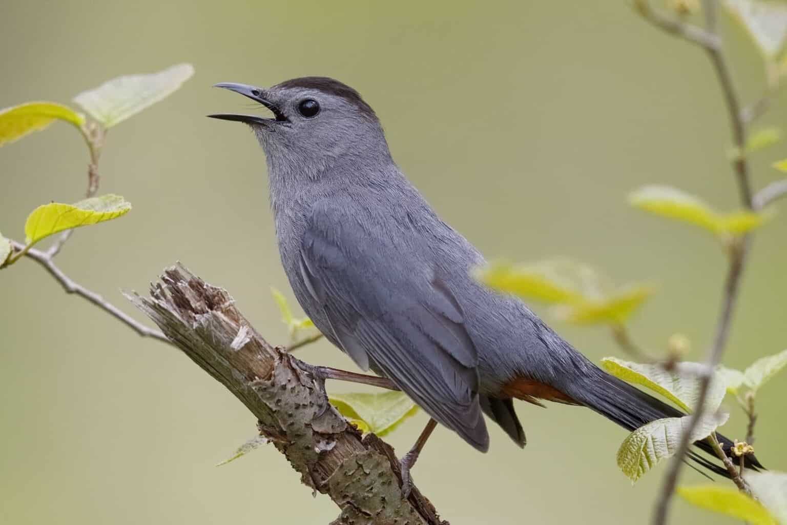 Gray Catbird: A Bird That Sounds Like a Cat (With Sounds)