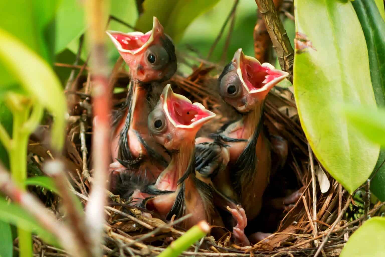 Baby Cardinals: Everything You Need to Know