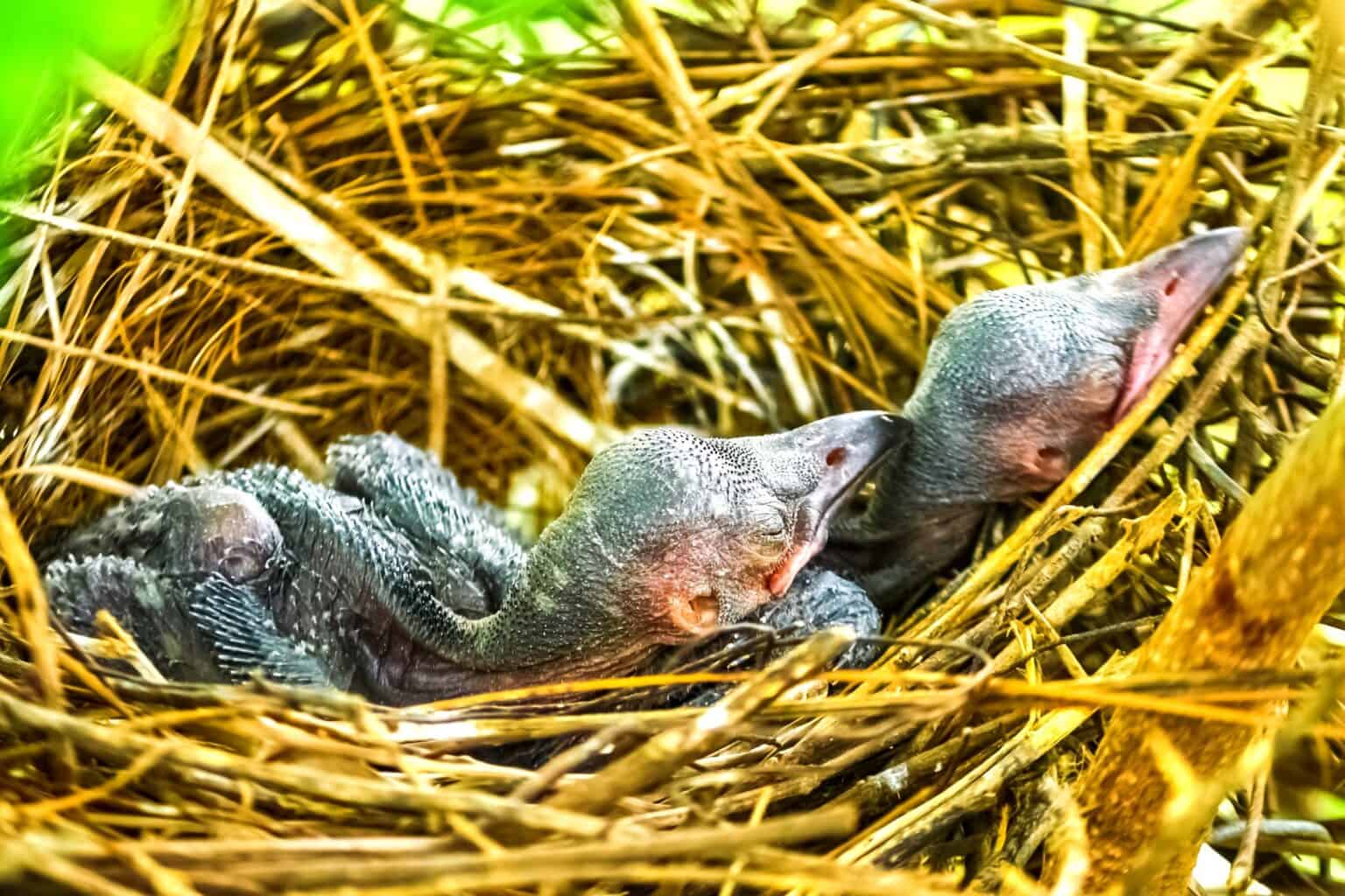 Baby Crows: Everything You Need to Know