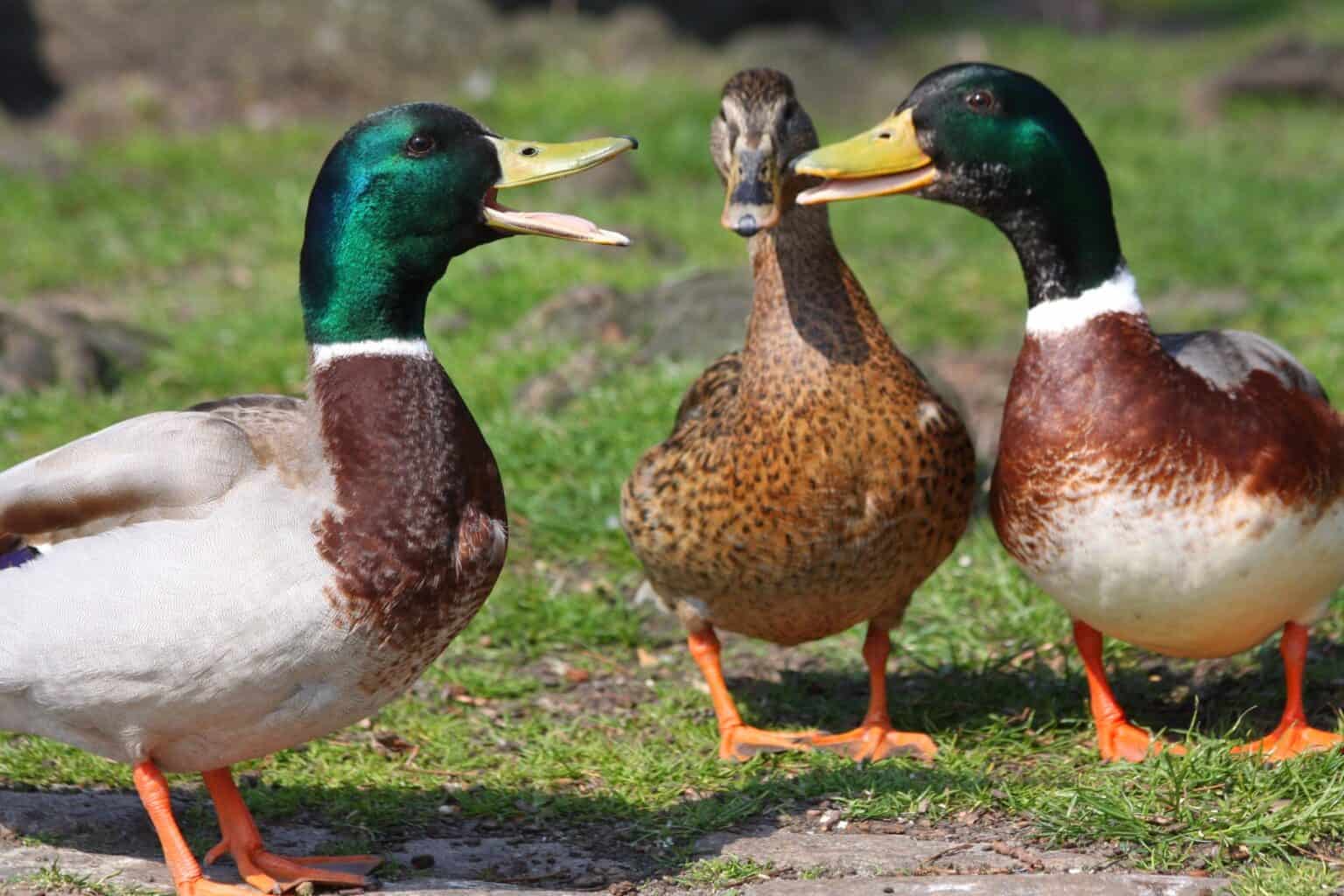 Can Ducks Fly? (Distance, Height, Speed & FAQs) - Bird Helpful