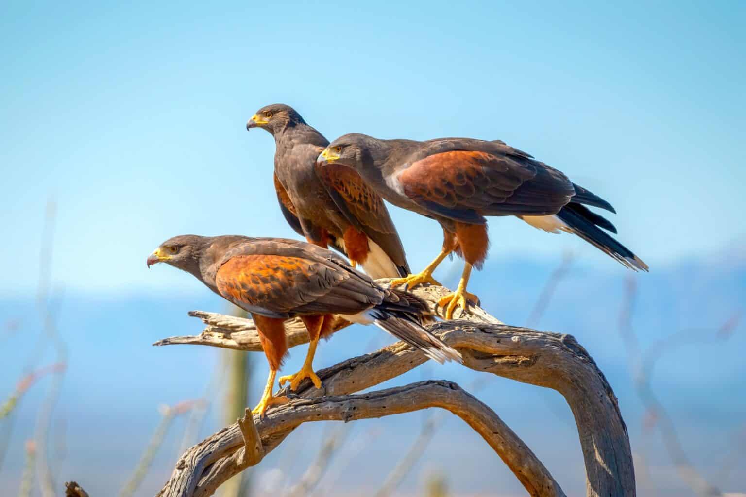 Hawk Talons: Everything You Need to Know