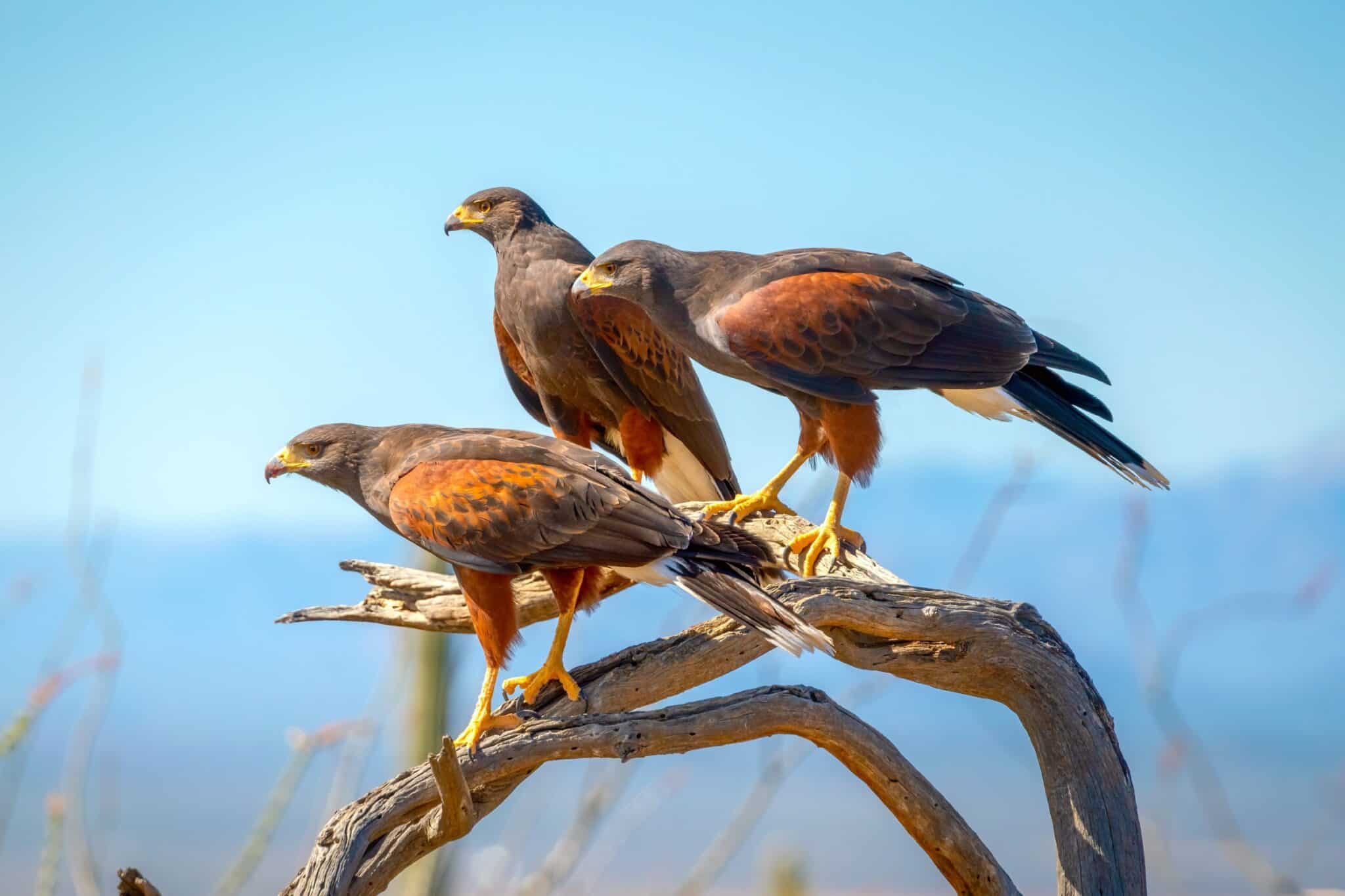 Hawk Talons: Everything You Need to Know